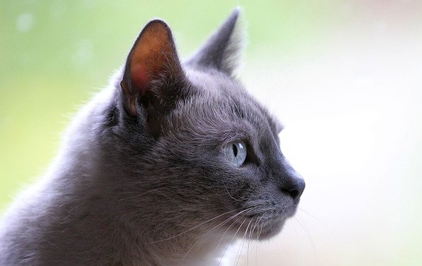 10 Facts about Cats that You May not Know - GG Cats Gaming