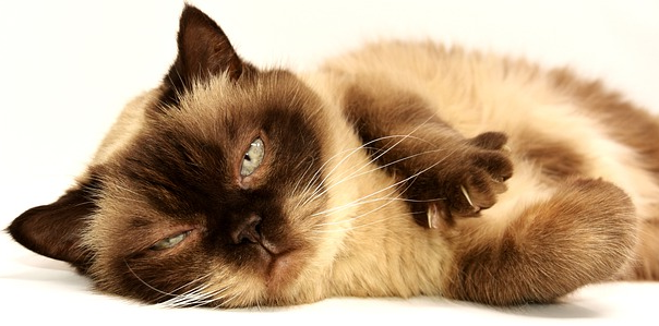 Tell Me More about Cats - GG Cats Gaming